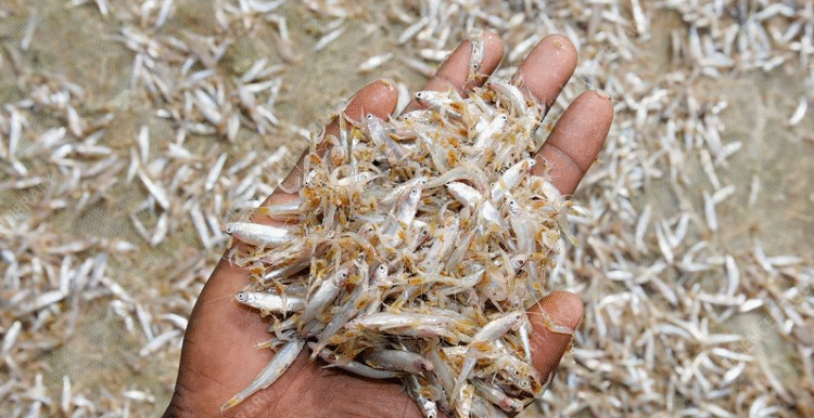 Eating Silver Fish "Mukene" Nutritional Benefits - Uganda News
